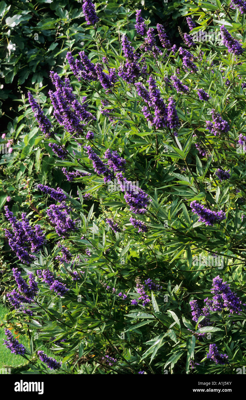 Vitex agnus castus whole plant Stock Photo, Royalty Free Image ...