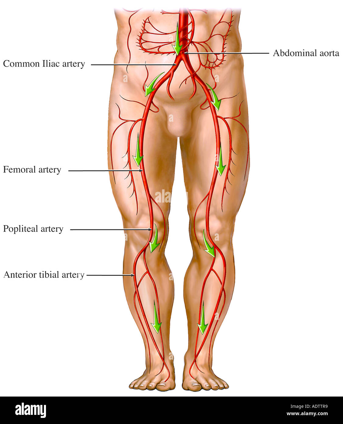 Top 105 Pictures Where Are The Main Arteries In Your Legs Updated Top 105 Pictures Where Are The Main Arteries In Your Legs Updated