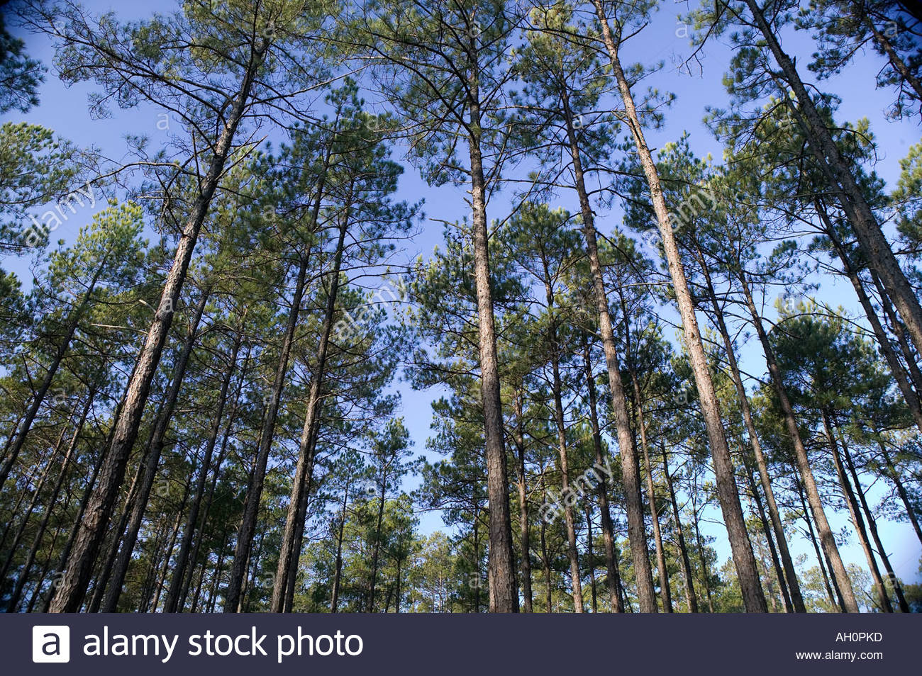 Southern Pines Arboretum at Mary Greenwell blog