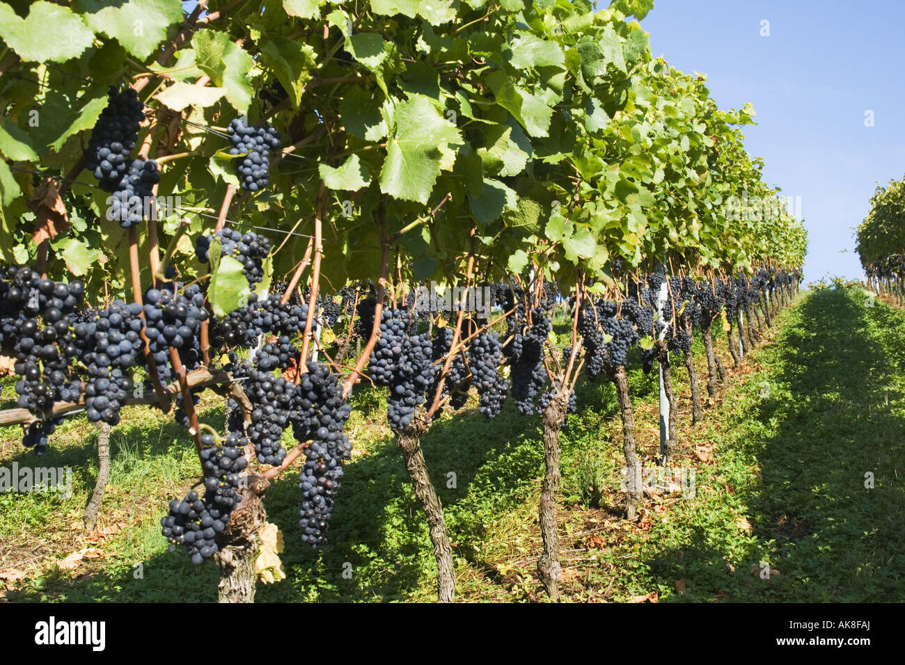 grape-vine, vine (Vitis vinifera), cordon of vine with fruits Stock Photo: 14919977 - Alamy