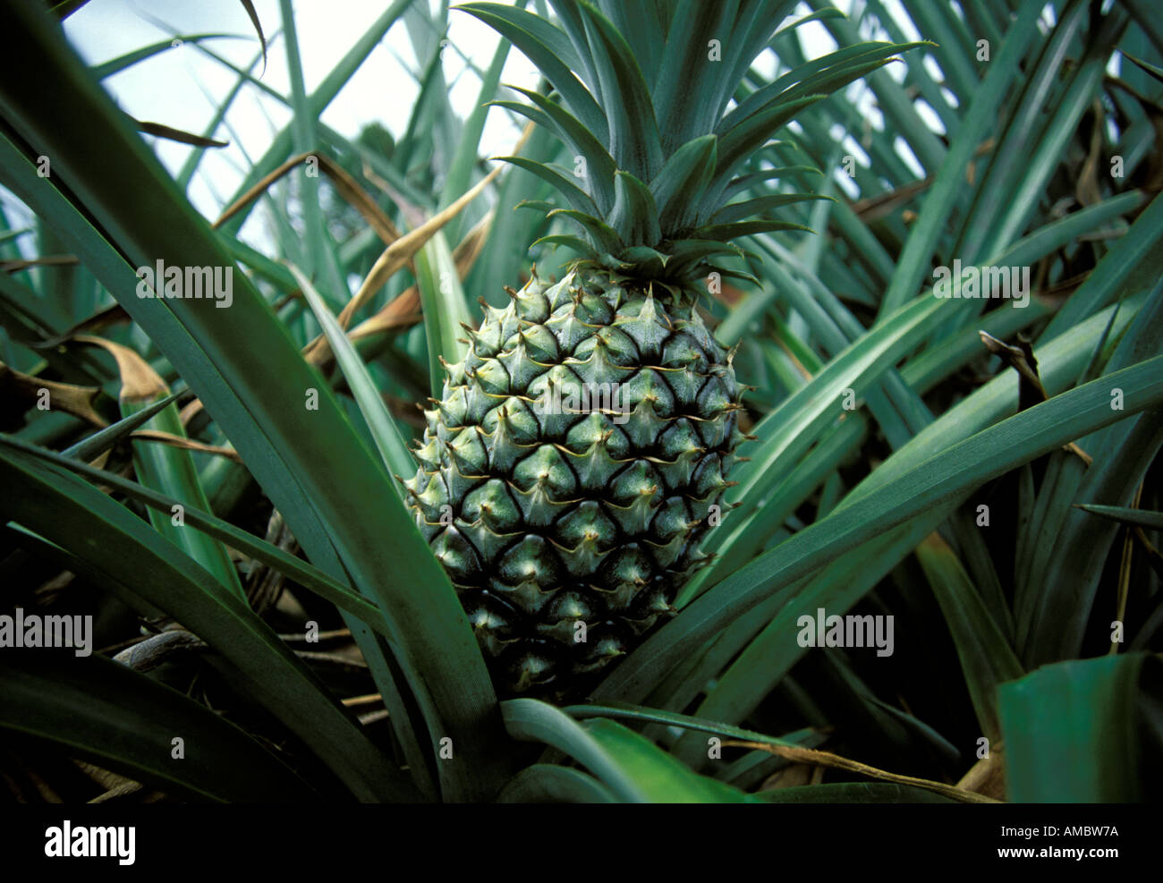 Pineapple plantation Stock Photo, Royalty Free Image: 4967801 - Alamy