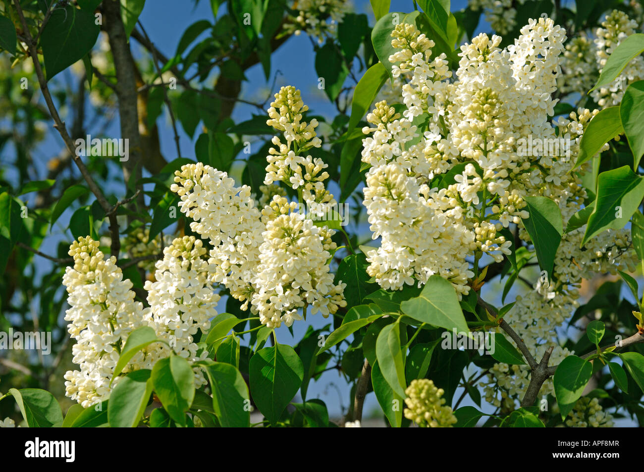 Common Lilac French Lilac (Syringa vulgaris var. Primrose) flowering ... Common Lilac French Lilac (Syringa vulgaris var. Primrose) flowering ...