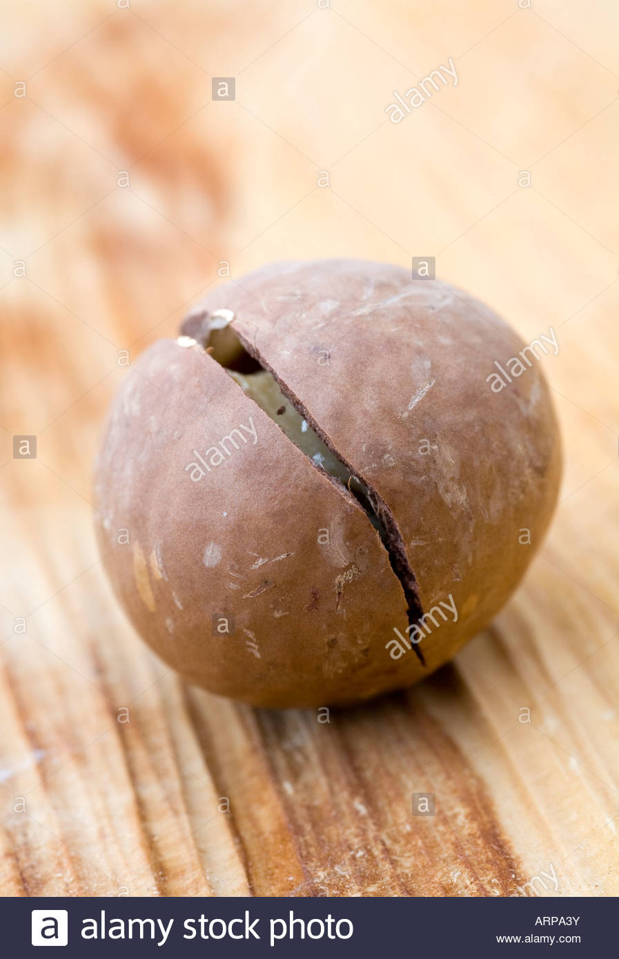 Macadamia Nut The Hardest Nut Shell Tough To Crack Stock Photo Macadamia Nut The Hardest Nut Shell Tough To Crack Stock Photo
