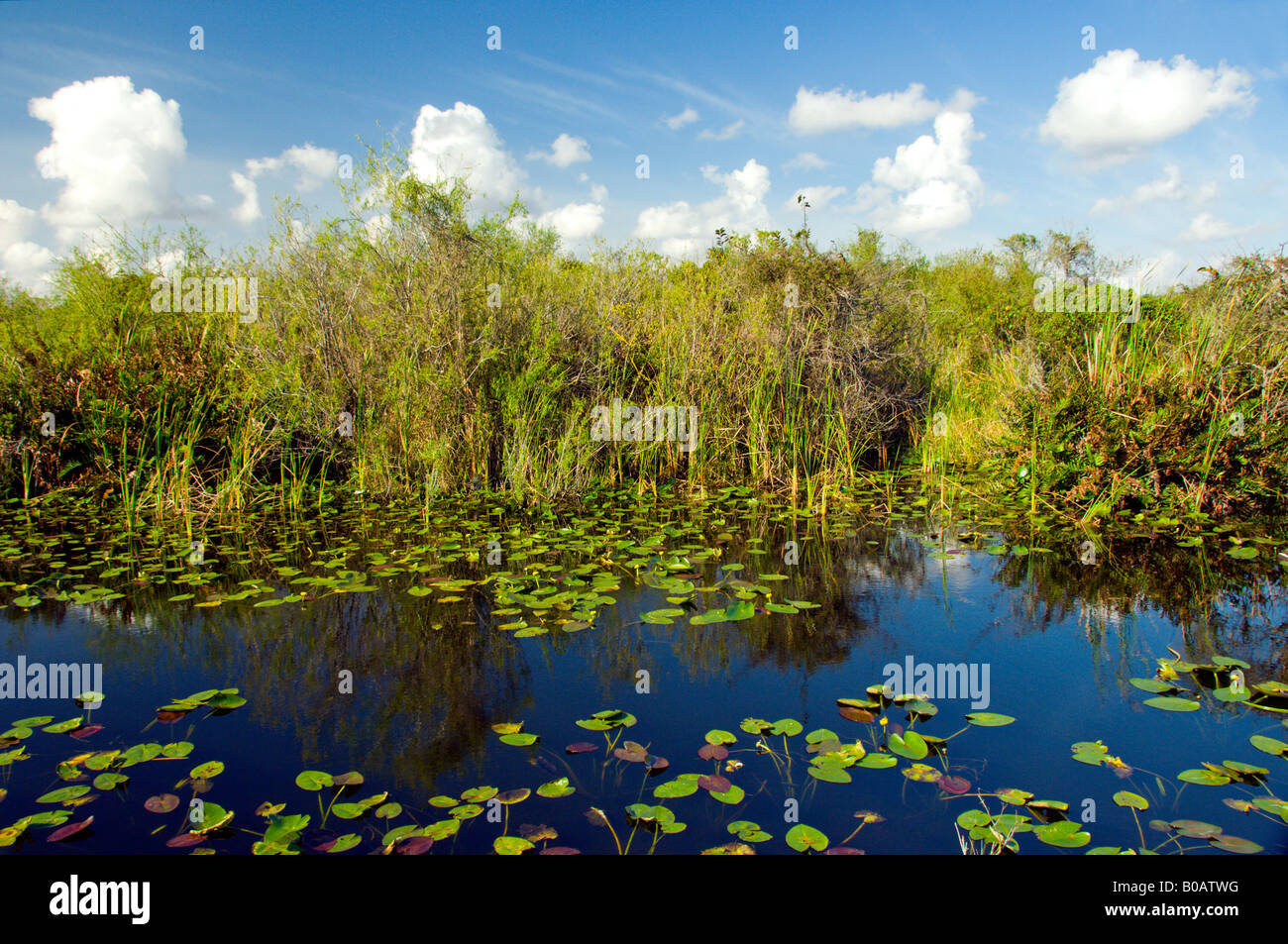 Wetland vegetation in the Florida Everglades USA Stock Photo, Royalty ...