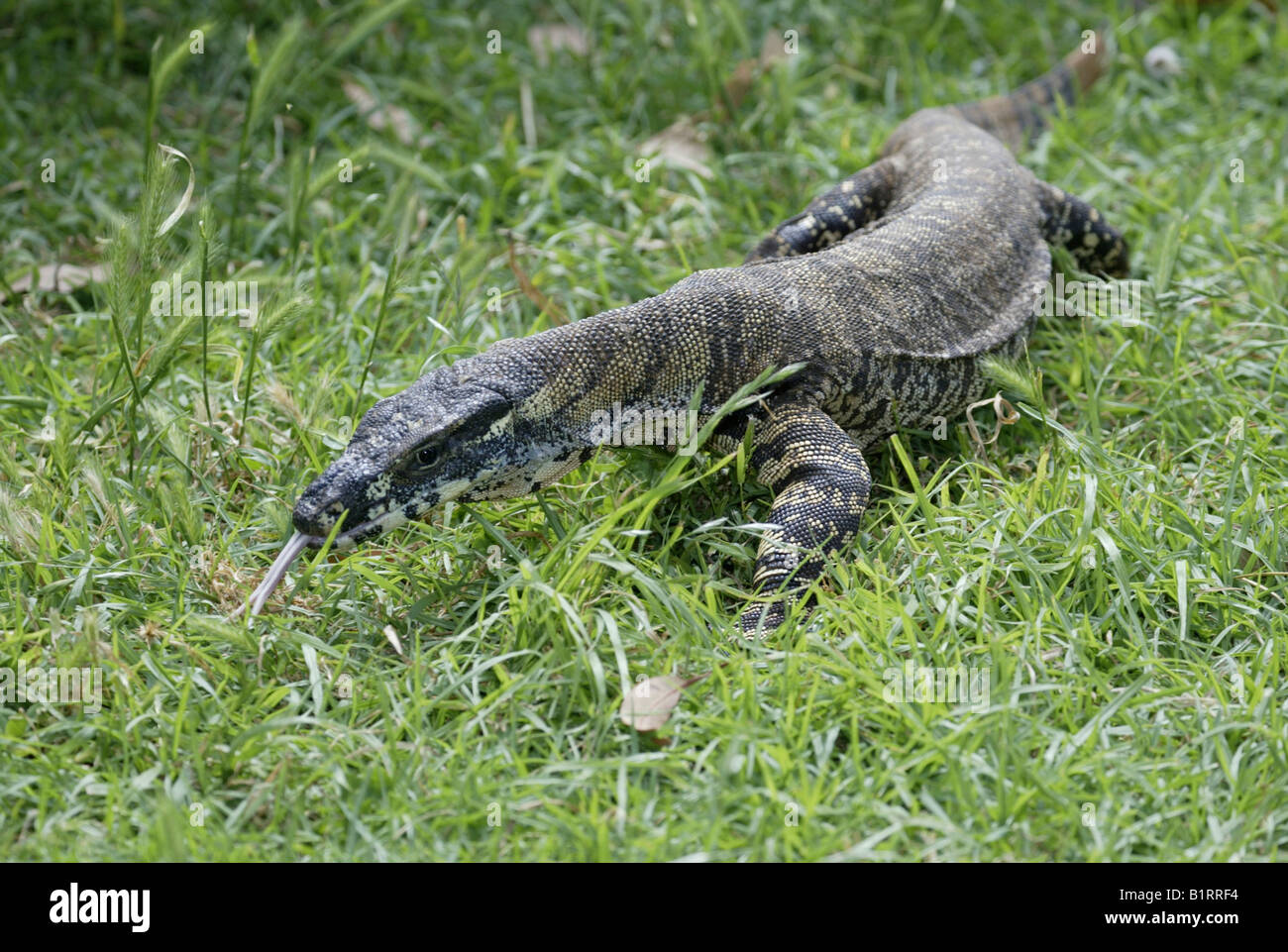 Lace Monitor Lizard Or Lace Goanna Varanus Varius Australia Stock