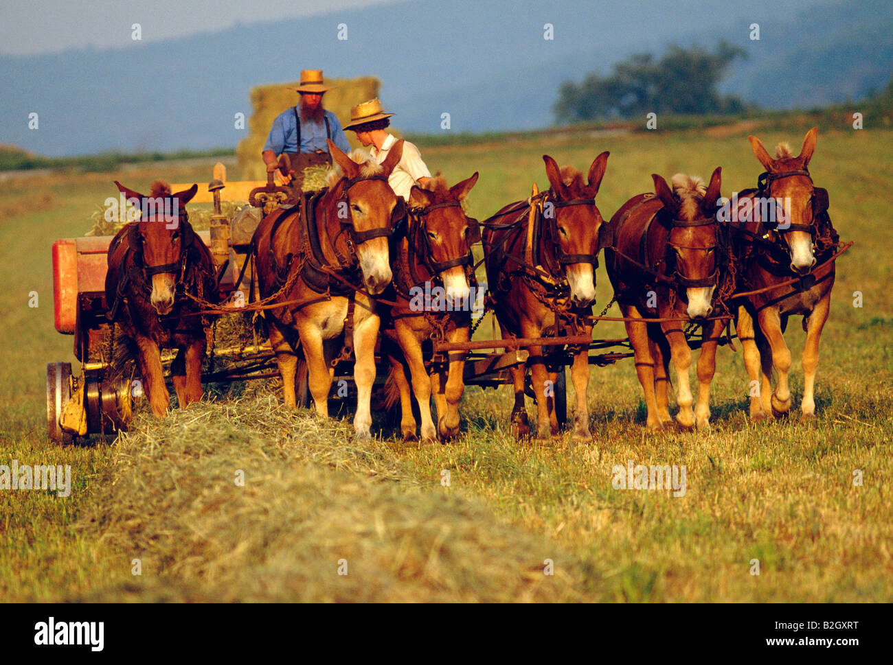 Amish farmer working in the fields with a horse drawn wagon Stock Photo ... Amish farmer working in the fields with a horse drawn wagon Stock Photo ...