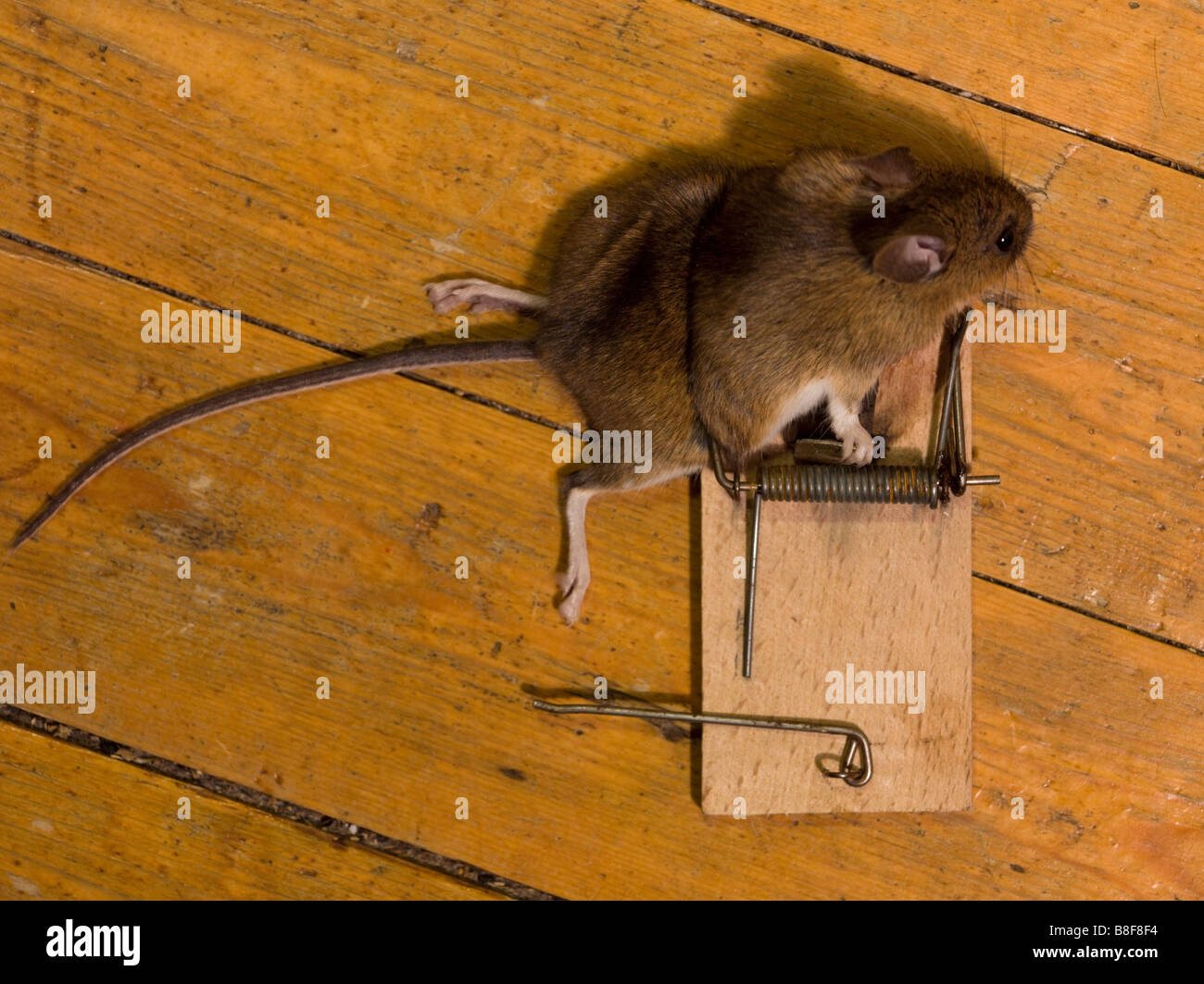 Mouse trapped in mouse trap Stock Photo, Royalty Free Image: 22463592 ... Mouse trapped in mouse trap Stock Photo, Royalty Free Image: 22463592 ...