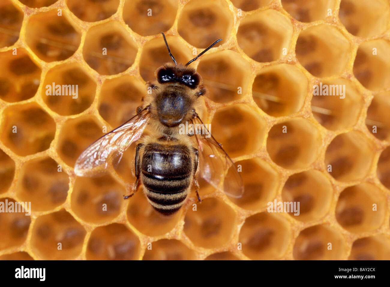 Honey bee at honeycomb, Close-up Stock Photo: 23951562 - Alamy Honey bee at honeycomb, Close-up Stock Photo: 23951562 - Alamy