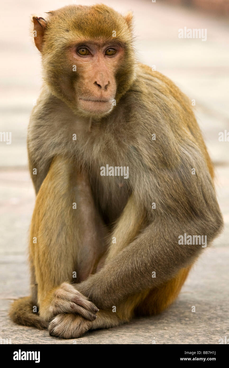 Rhesus Monkey, Rhesus Macaque (Macaca mulatta), North India, India Stock Photo, Royalty Free ...