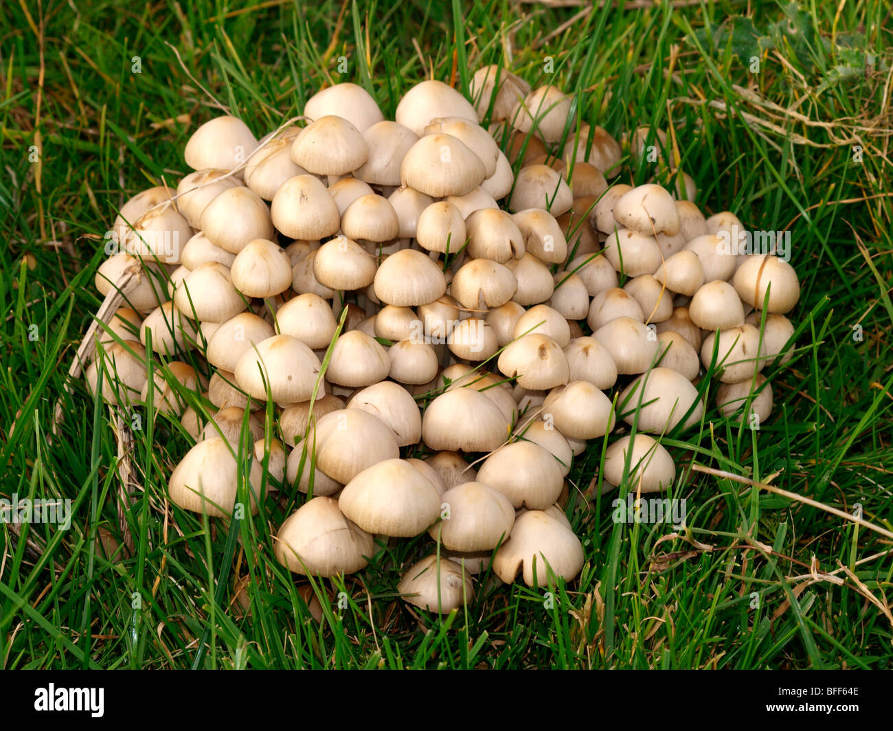 Clump of toadstools / mushrooms Stock Photo: 26764318 - Alamy Clump of toadstools / mushrooms Stock Photo: 26764318 - Alamy