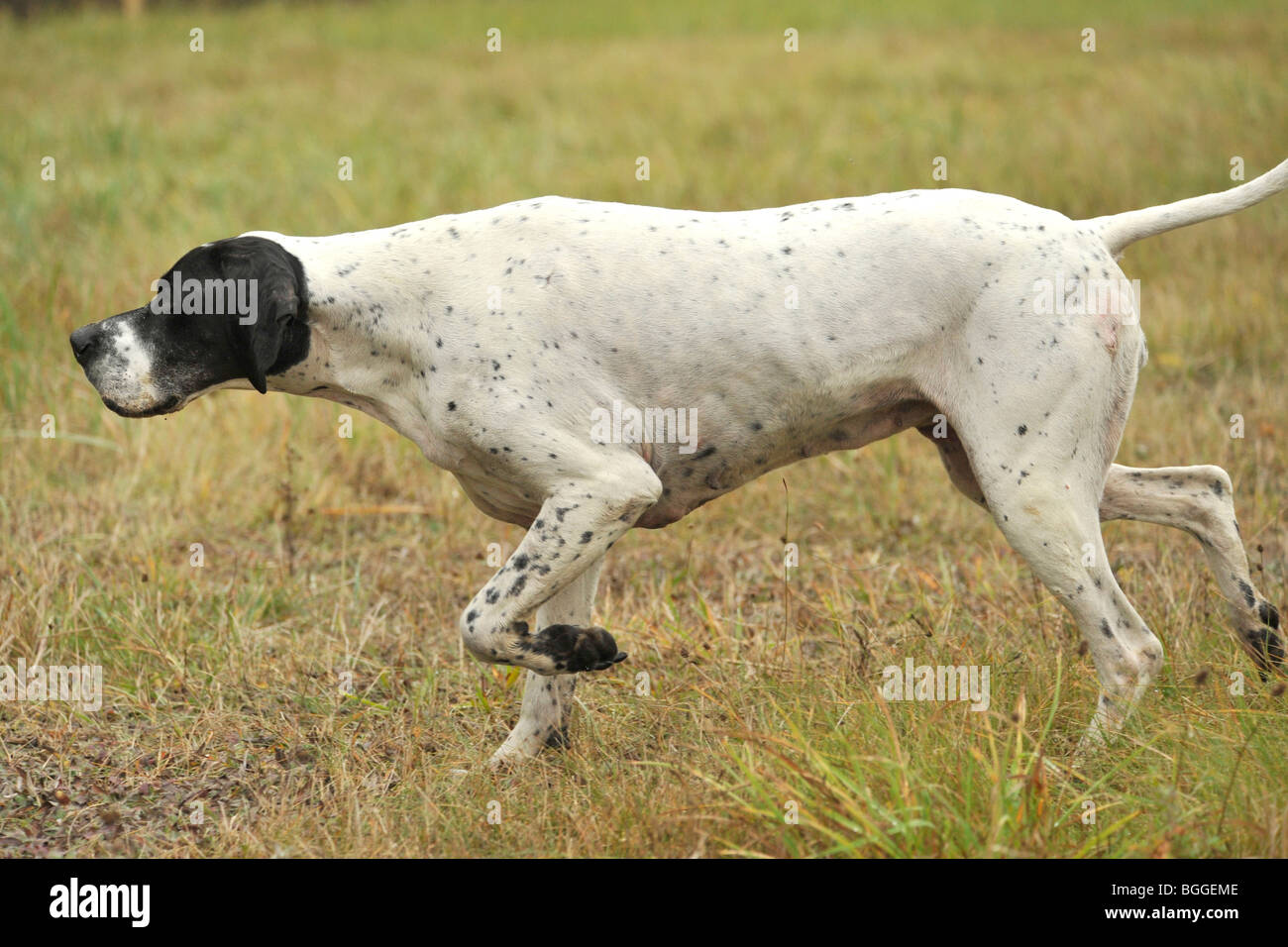 english pointer on point pointing Stock Photo, Royalty Free Image ... english pointer on point pointing Stock Photo, Royalty Free Image ...