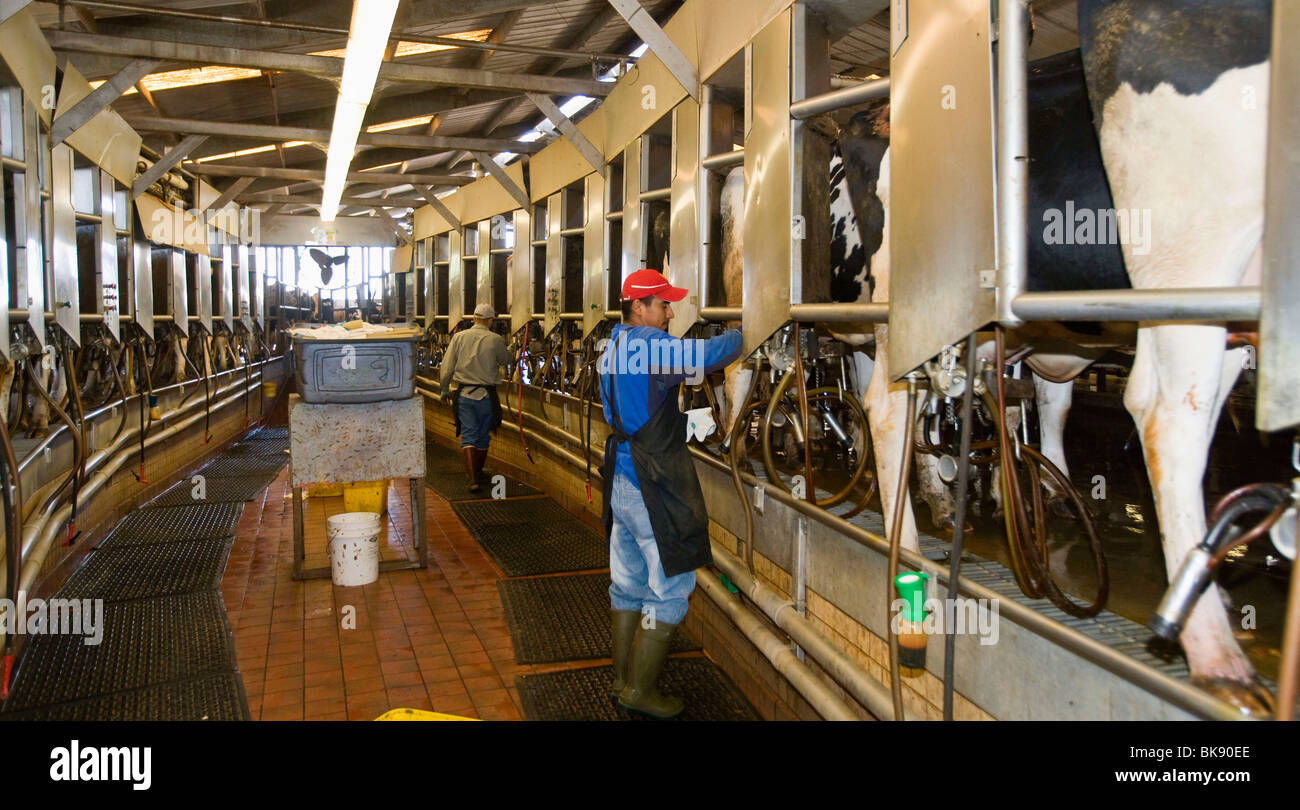 United States Dairy Farm In California Stock Photo Royalty Free Image united-states-dairy-farm-in-california-stock-photo-royalty-free-image