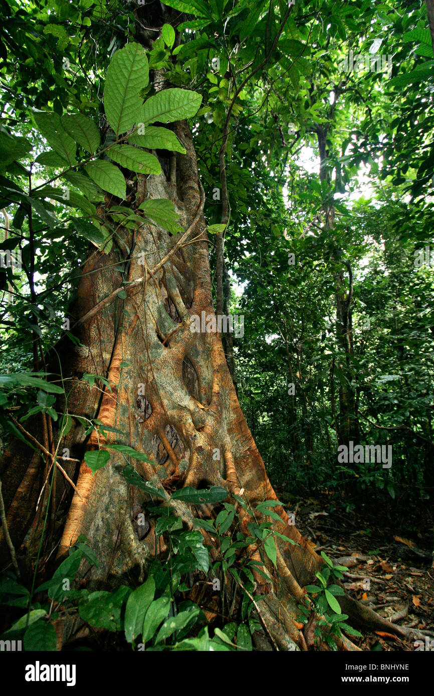 Strangler Fig Rainforest