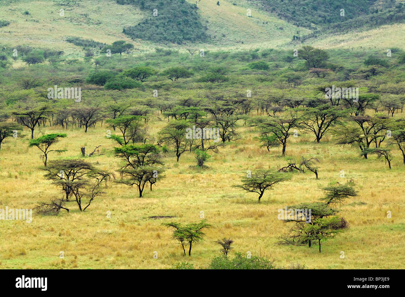 Acacia forest, Serengeti National Park, Tanzania, Africa Stock Photo, Royalty Free Image ...