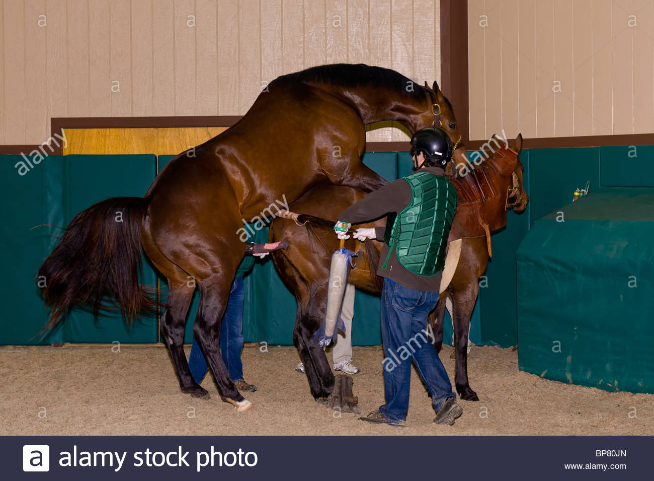 Breeding thoroughbreds, Winstar Farm, Versailles (near Lexington Stock Photo: 30908941 - Alamy