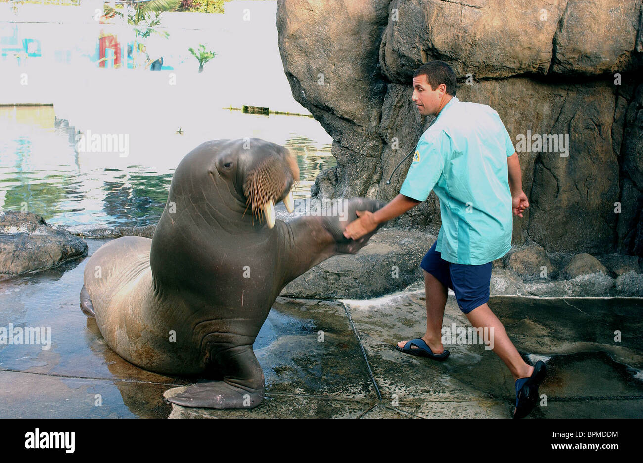 ADAM SANDLER & WALRUS 50 FIRST DATES; FIFTY FIRST DATES (2004 Stock ... ADAM SANDLER & WALRUS 50 FIRST DATES; FIFTY FIRST DATES (2004 Stock ...