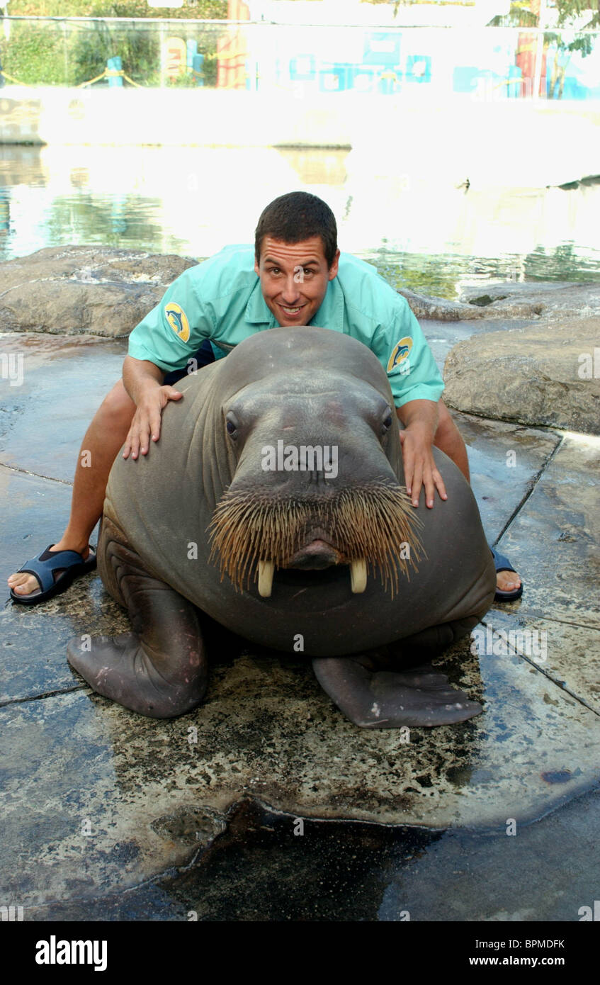 ADAM SANDLER & WALRUS 50 FIRST DATES; FIFTY FIRST DATES (2004 Stock ... ADAM SANDLER & WALRUS 50 FIRST DATES; FIFTY FIRST DATES (2004 Stock ...