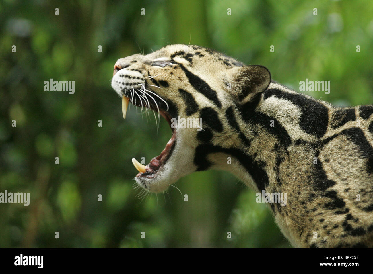 A Side View Of A Clouded Leopard With Its Mouth Wide Open And Its Stock