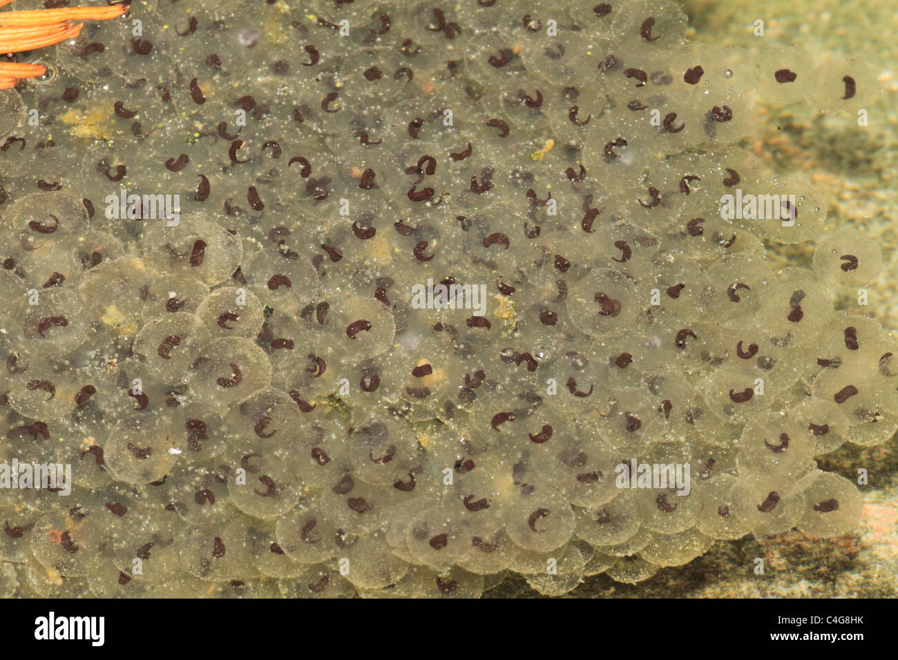 common toad - Spawn / Bufo bufo Stock Photo, Royalty Free Image ... common toad - Spawn / Bufo bufo Stock Photo, Royalty Free Image ...