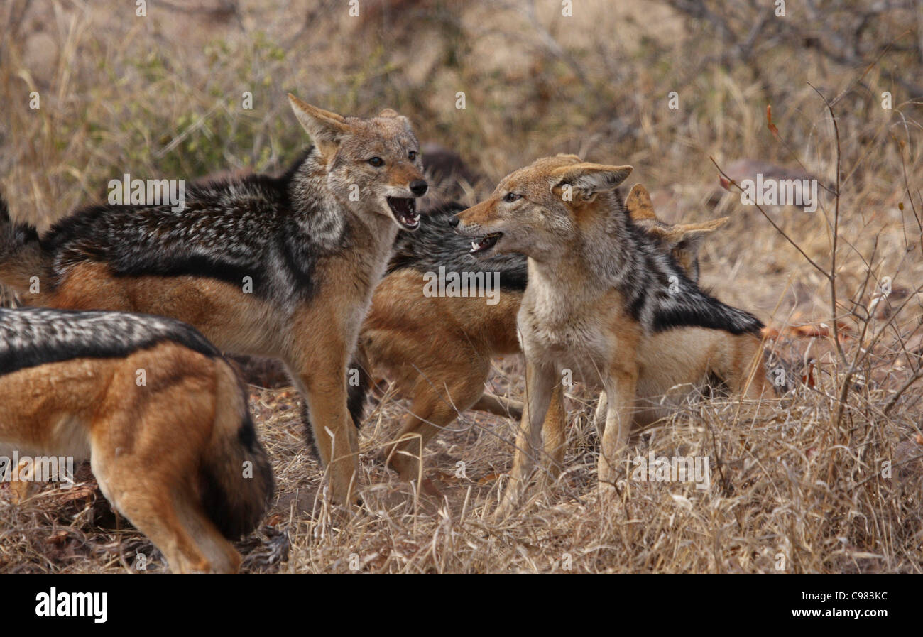 Black-backed Jackal pack Stock Photo, Royalty Free Image: 40131152 - Alamy Black-backed Jackal pack Stock Photo, Royalty Free Image: 40131152 - Alamy