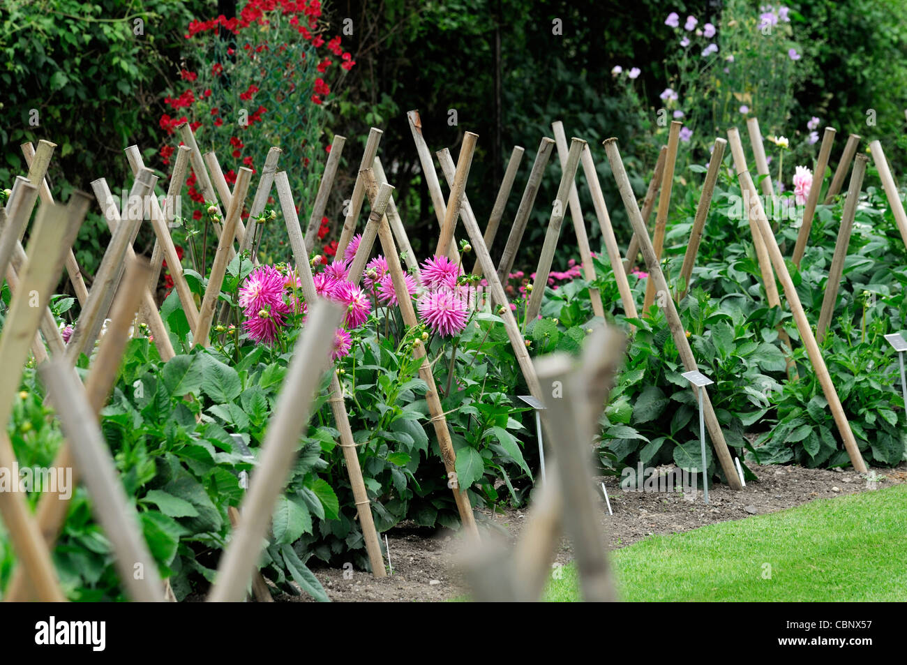 Support Structure For Dahlias at Brian Bauer blog Support Structure For Dahlias at Brian Bauer blog