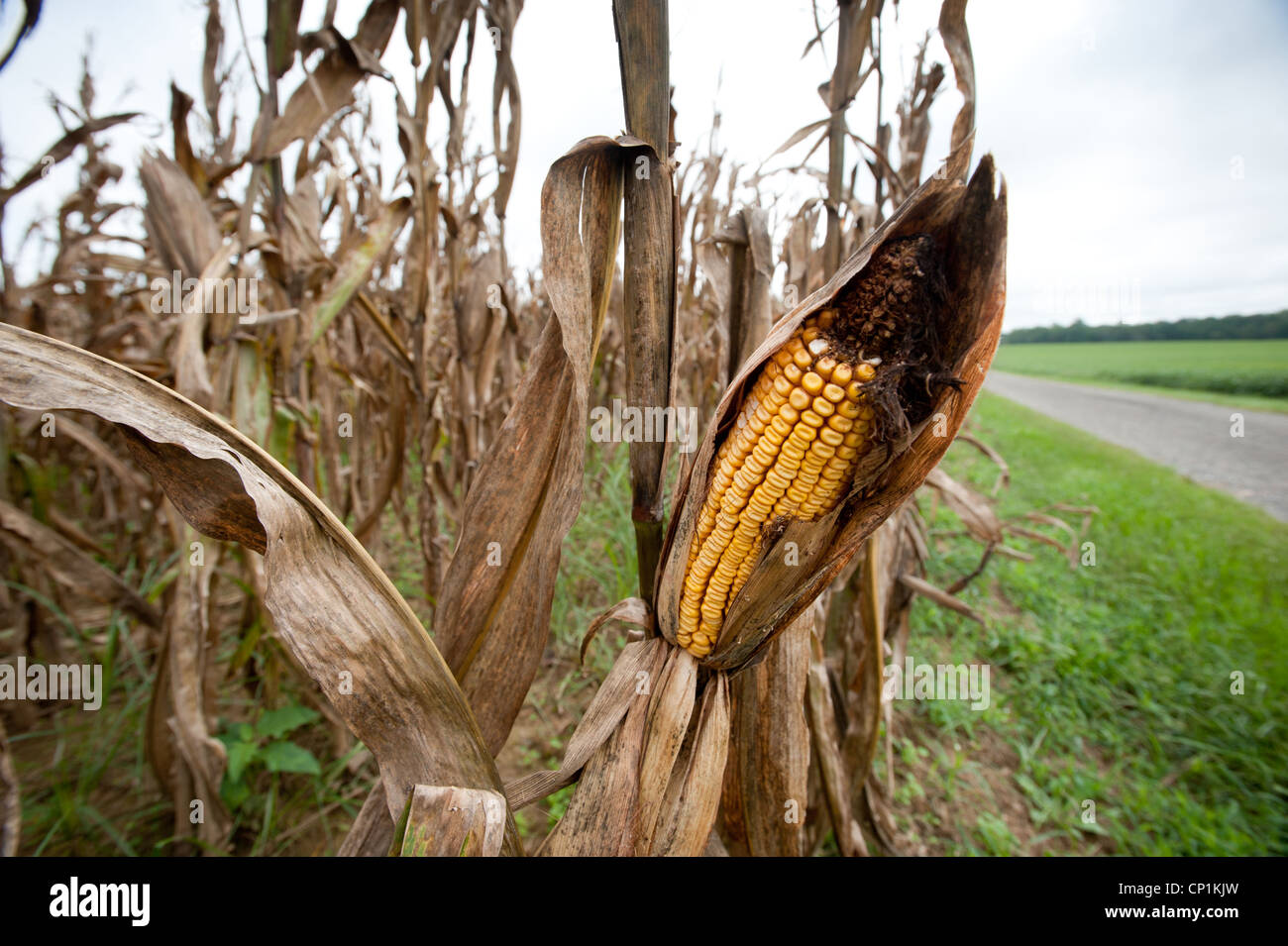 Rotten ear of corn on brown and dying cornstalks Stock Photo, Royalty ... Rotten ear of corn on brown and dying cornstalks Stock Photo, Royalty ...