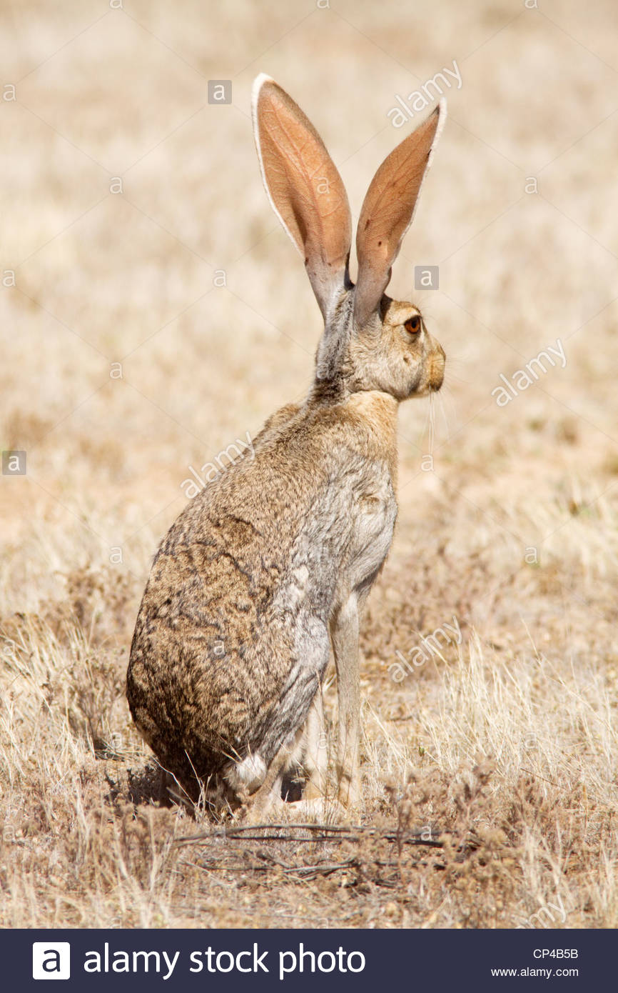 Antelope Jackrabbit Lepus alleni Arizona Stock Photo: 48039751 - Alamy