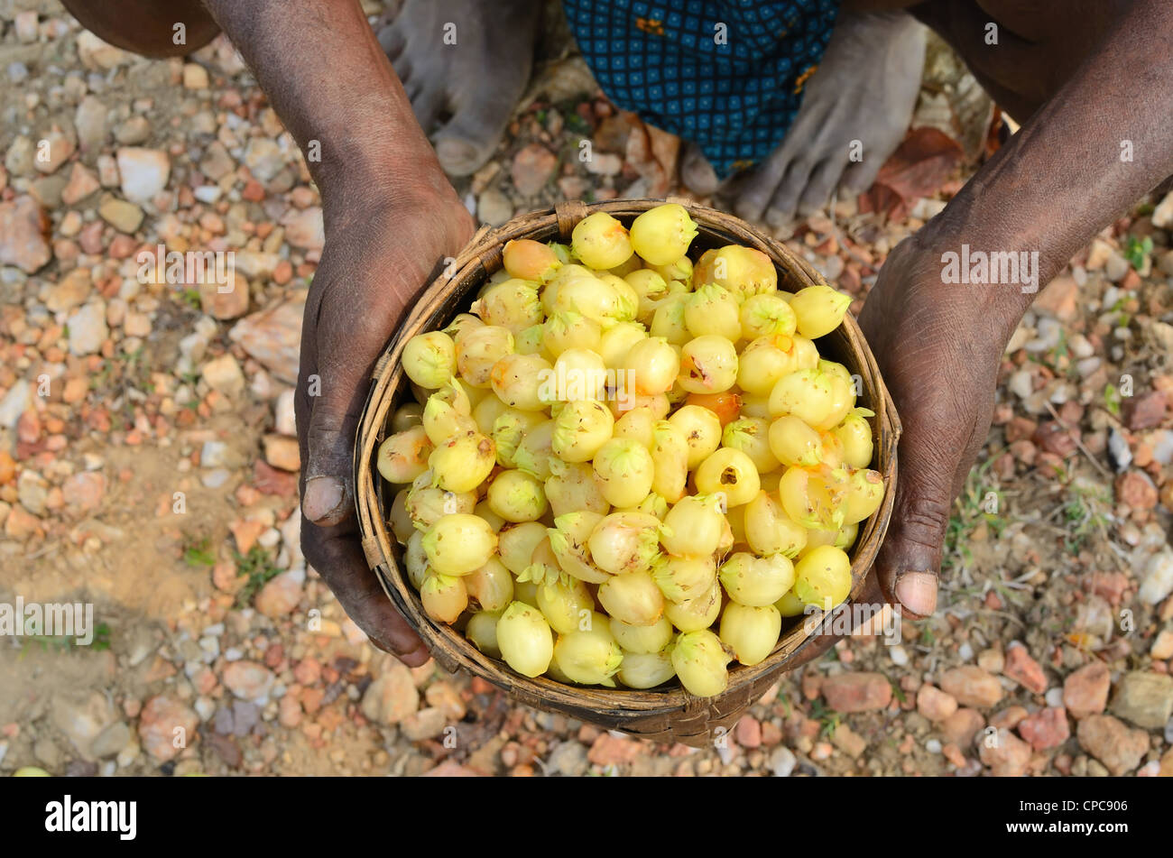 Mahua / Mahwa / Madhuca indica / Madhuca longifolia fruits / seeds ... Mahua / Mahwa / Madhuca indica / Madhuca longifolia fruits / seeds ...