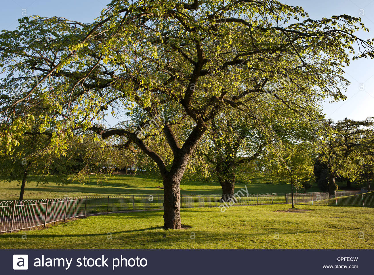 Ulmus glabra Horizontalis weeping Wych elm Stock Photo, Royalty Free Image: 48283785 - Alamy