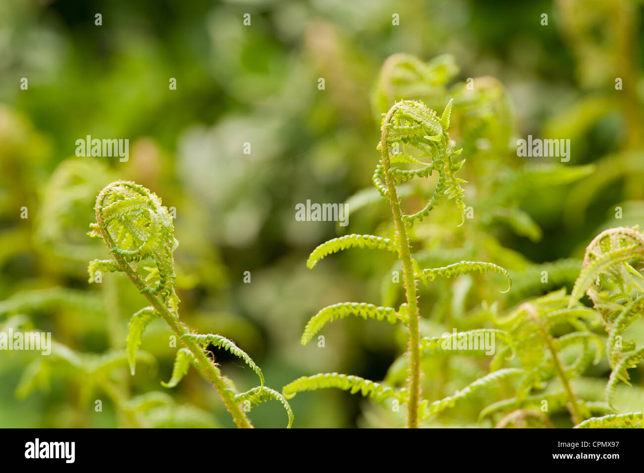 Dryopteris fern frond uncurling in spring and delicate leaves Stock ... Dryopteris fern frond uncurling in spring and delicate leaves Stock ...