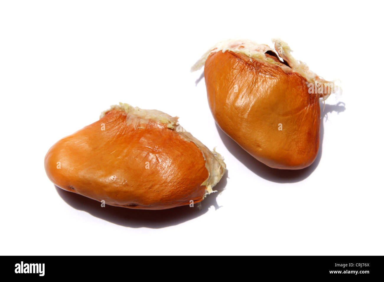 Durian seeds Stock Photo, Royalty Free Image: 48958642 - Alamy Durian seeds Stock Photo, Royalty Free Image: 48958642 - Alamy