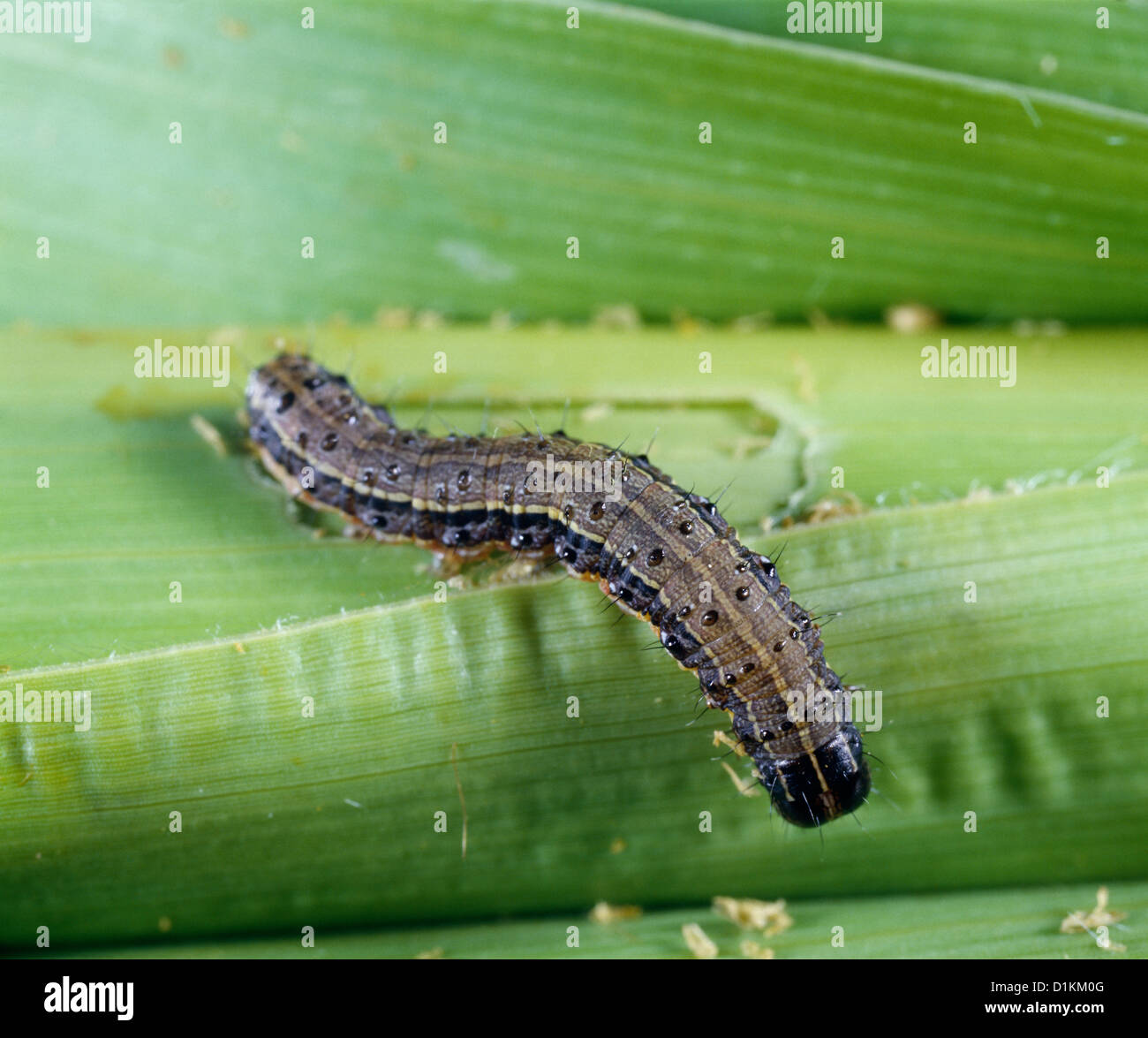 FALL ARMYWORM (LAPHYGMA FRUGIPERDA; SPODOPTERA FRUGIPERDA) LARVA ON ... FALL ARMYWORM (LAPHYGMA FRUGIPERDA; SPODOPTERA FRUGIPERDA) LARVA ON ...
