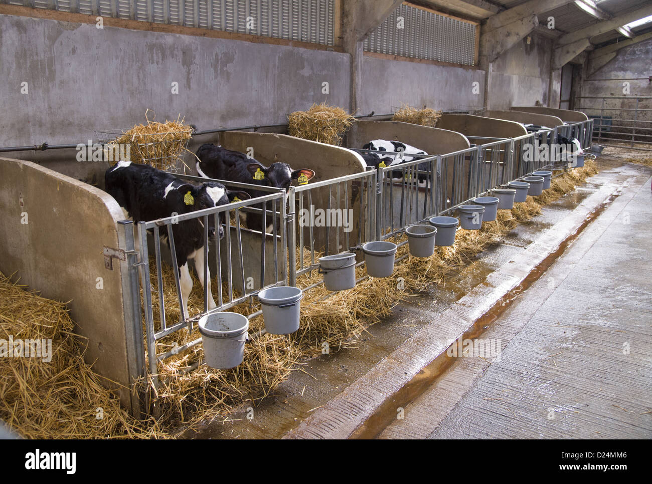 Domestic Cattle, Holstein dairy calves, standing in pens inside barn Stock Photo, Royalty Free ...