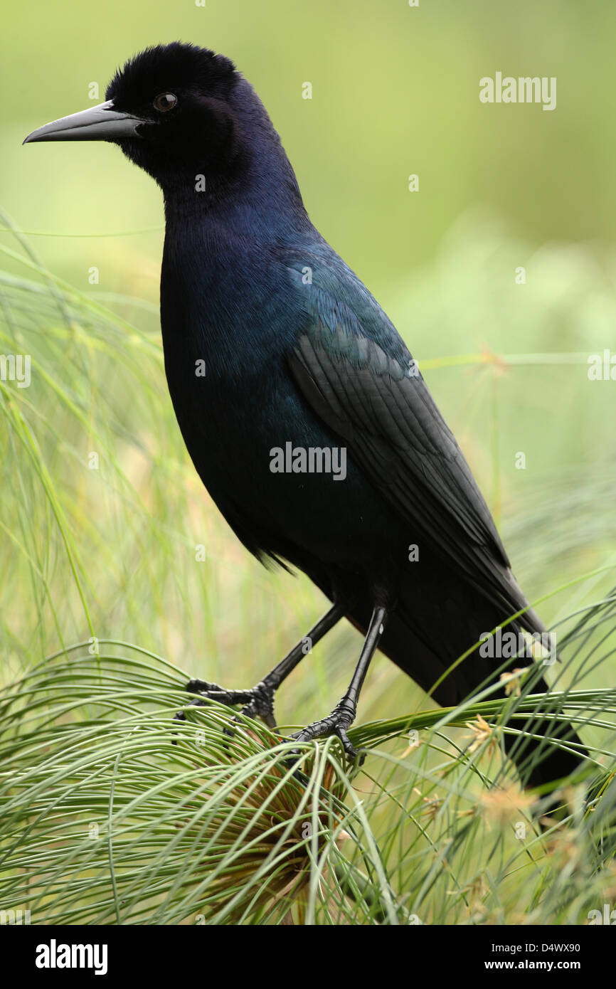 Common Grackle Stock Photo, Royalty Free Image: 54659164 - Alamy