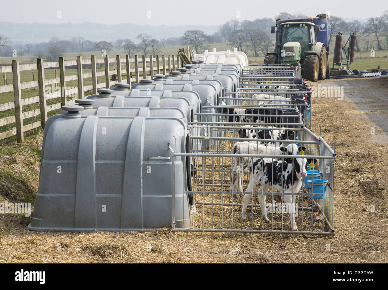Domestic Cattle Holstein Dairy Calves Standing In Plastic Calf Stock domestic-cattle-holstein-dairy-calves-standing-in-plastic-calf-stock
