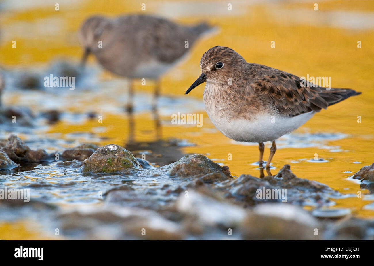Temminck's Stint (Calidris temminckii Stock Photo, Royalty Free Image ... Temminck's Stint (Calidris temminckii Stock Photo, Royalty Free Image ...