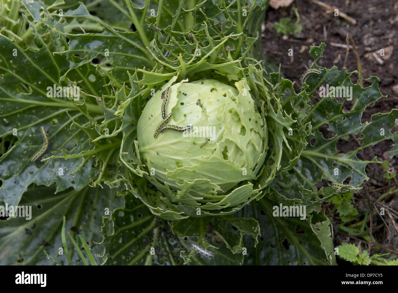 Cabbage white butterfly, Pieris brassicae, caterpillar damage to Stock ... Cabbage white butterfly, Pieris brassicae, caterpillar damage to Stock ...
