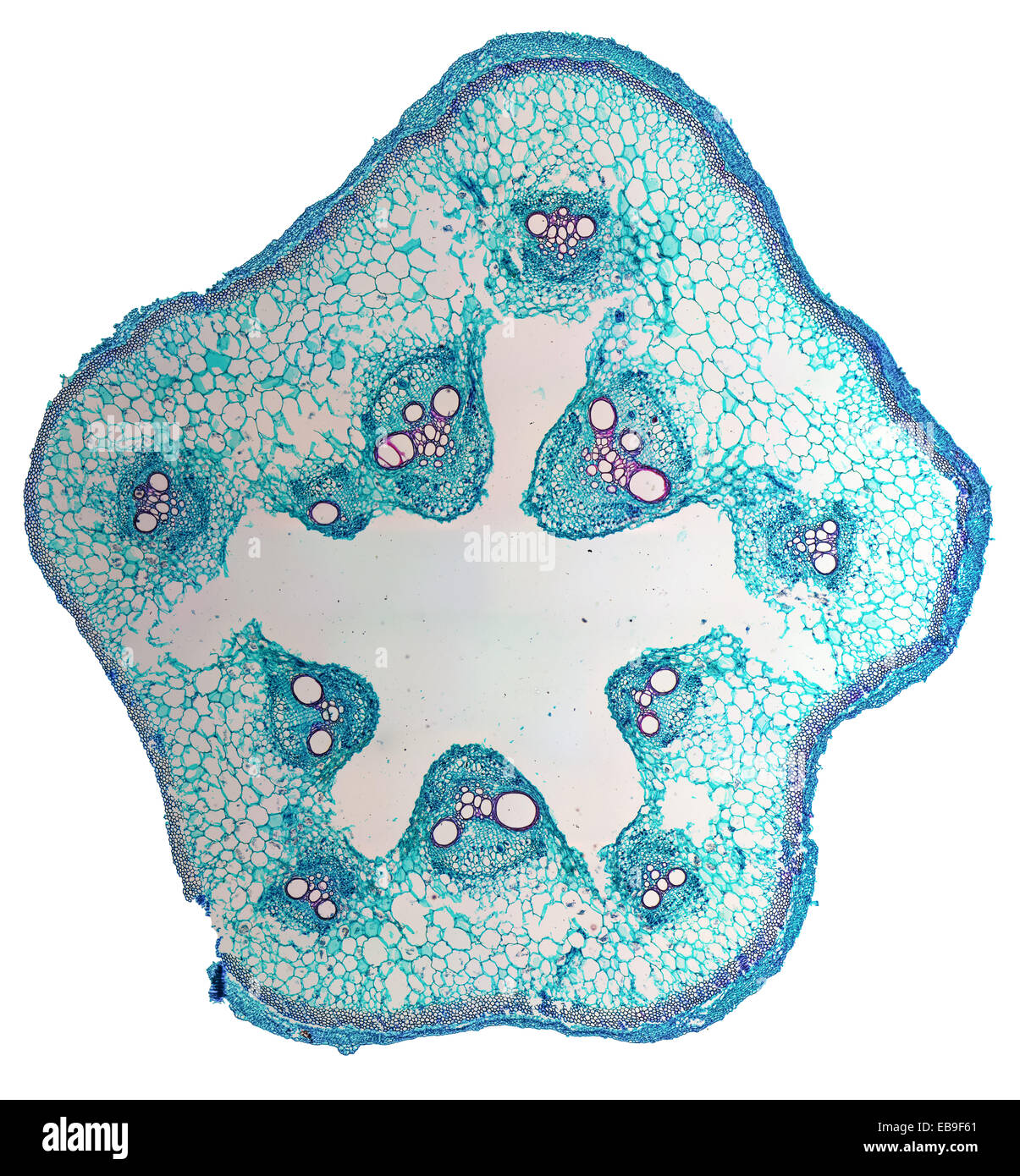 Light photomicrograph of Cucurbita stem cross section seen through ... Light photomicrograph of Cucurbita stem cross section seen through ...