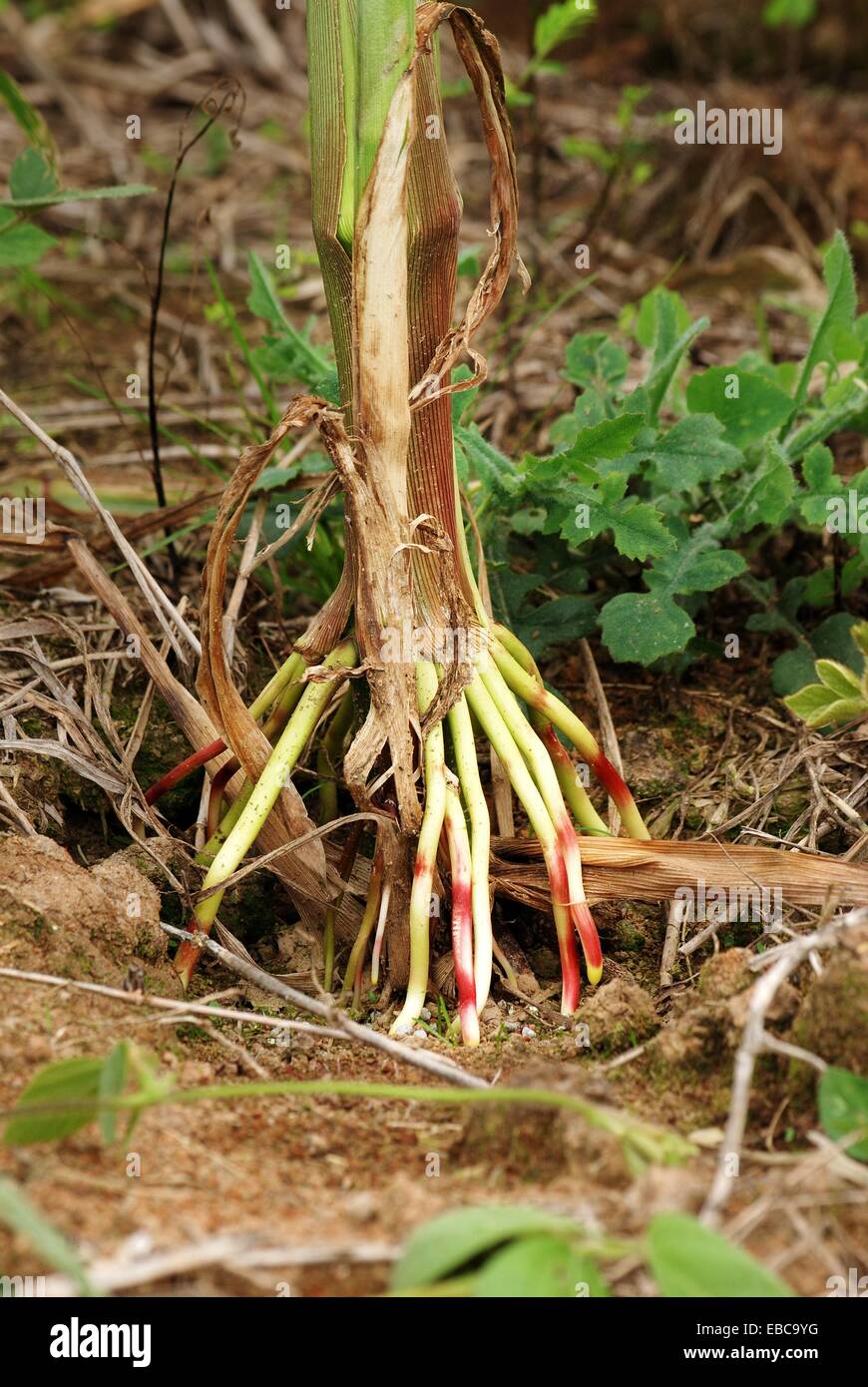Aerial Or Adventitious Root Of Maize Zea Mays Poaceae Stock Photo