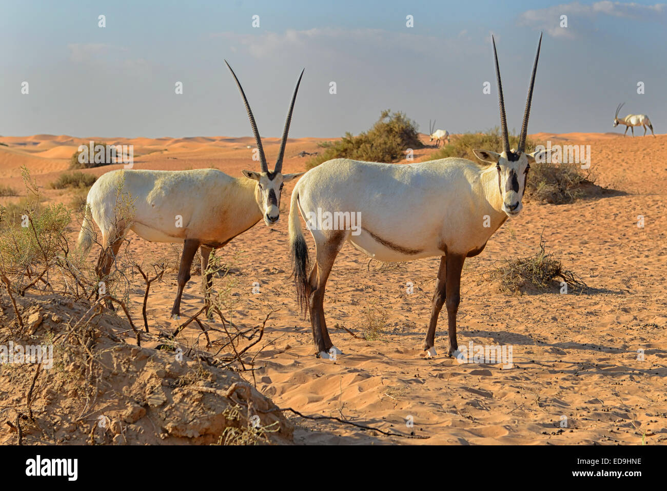 Arabian Oryx at Al Maha Desert Resort in Dubai, UAE Stock Photo, Royalty Free Image: 77043498 ...