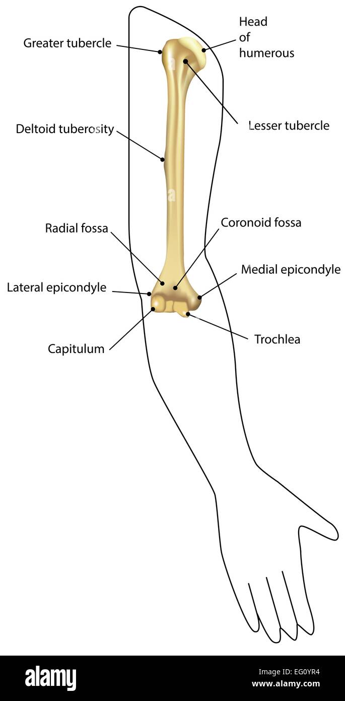 Labeled Humerus Stock Vector Art & Illustration, Vector Image: 78697784 ... Labeled Humerus Stock Vector Art & Illustration, Vector Image: 78697784 ...