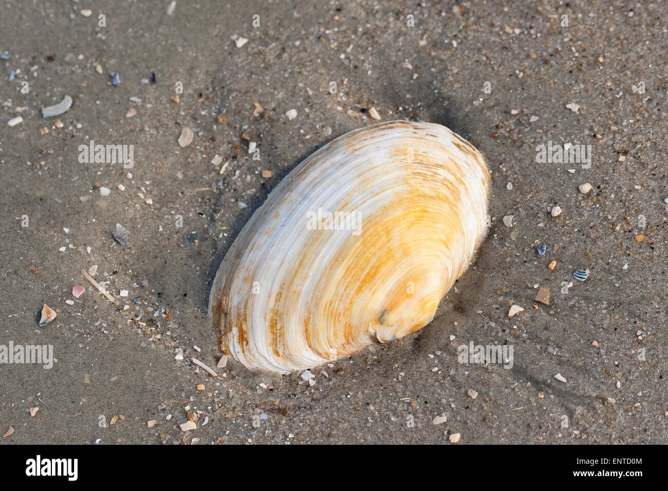 Soft Shell Clams Steamers Softshells Piss Clams Sandklaffmuschel