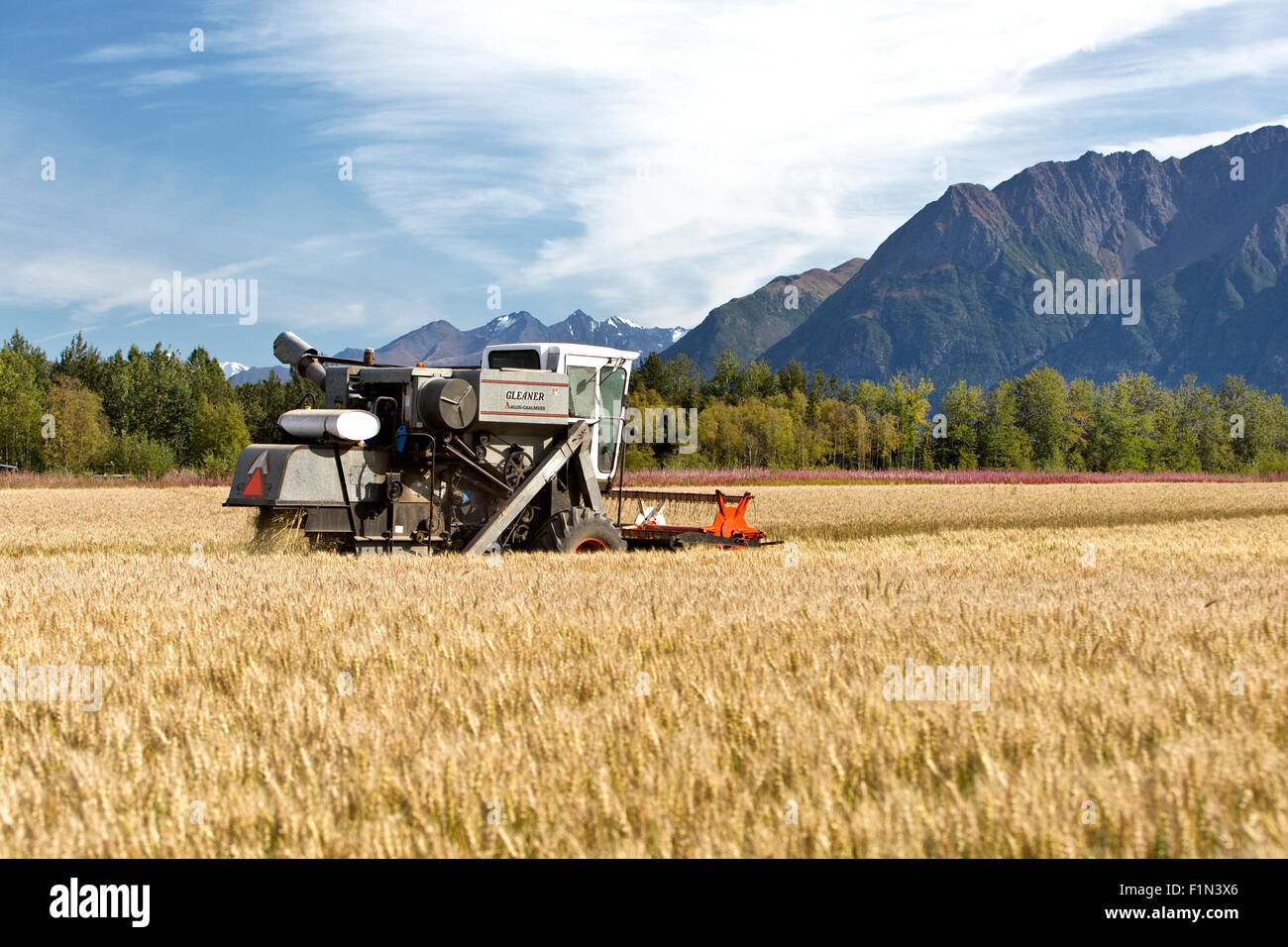 Gleaner E3 1968 Allis Chalmers Combine harvesting wheat, Matanuska ... Gleaner E3 1968 Allis Chalmers Combine harvesting wheat, Matanuska ...