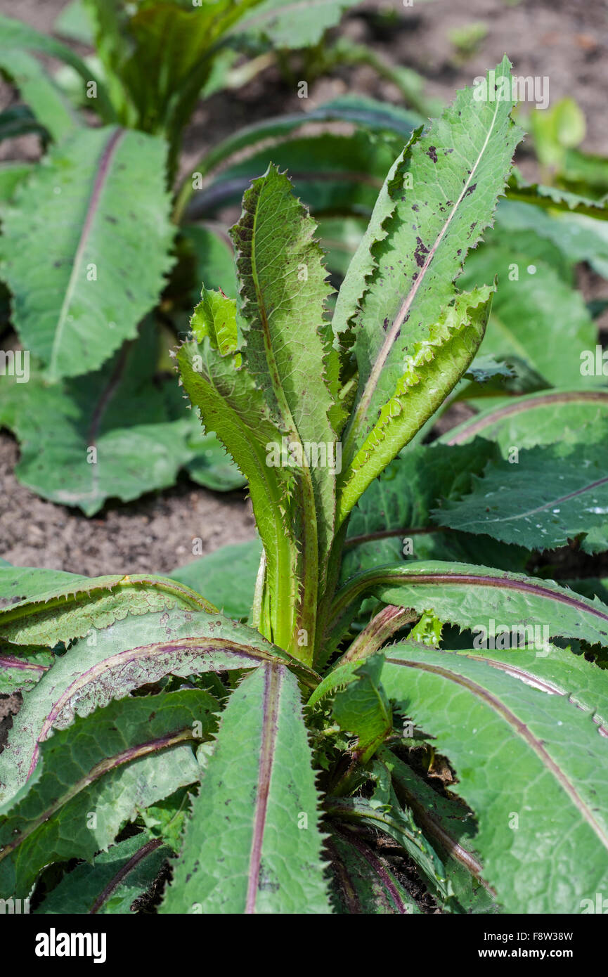 Wild Lettuce Bitter Lettuce Laitue Vireuse Opium Lettuce Stock