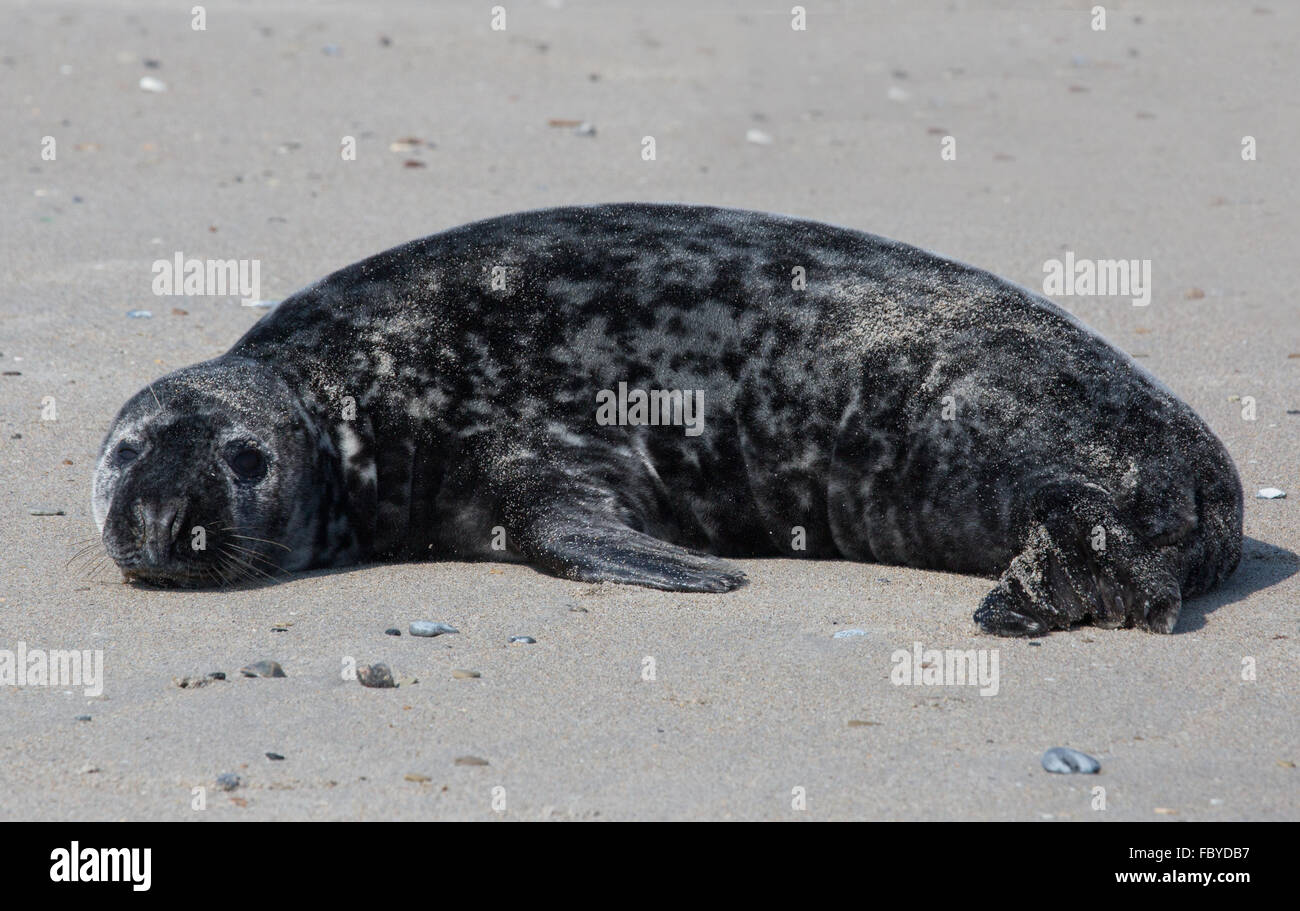 lazy seal Stock Photo, Royalty Free Image: 93416267 - Alamy lazy seal Stock Photo, Royalty Free Image: 93416267 - Alamy