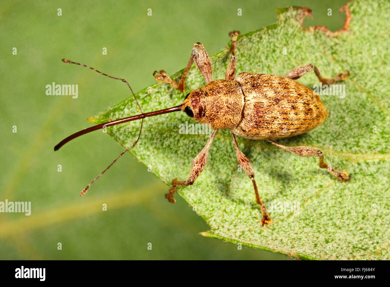 Chestnut weevil (Curculio elephas, Curculio gulosus, Balaninus Stock Photo, Royalty Free Image ...
