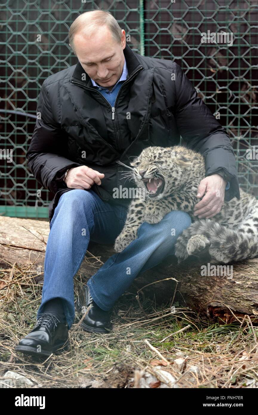 Russian President Vladimir Putin holds an endangered snow leopard cub ... Russian President Vladimir Putin holds an endangered snow leopard cub ...