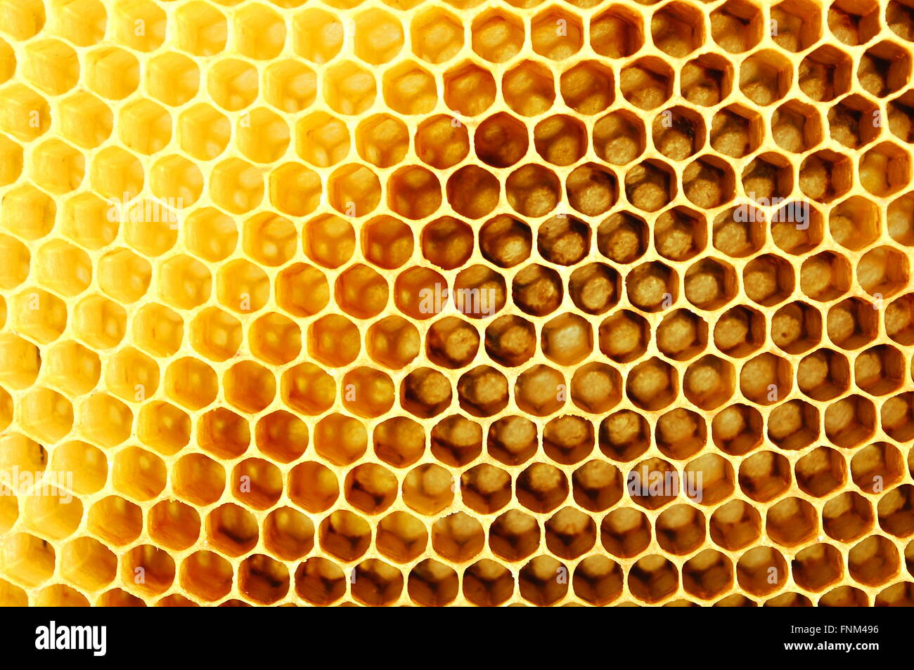 Honeycomb Stock Photo, Royalty Free Image: 99402050 - Alamy Honeycomb Stock Photo, Royalty Free Image: 99402050 - Alamy