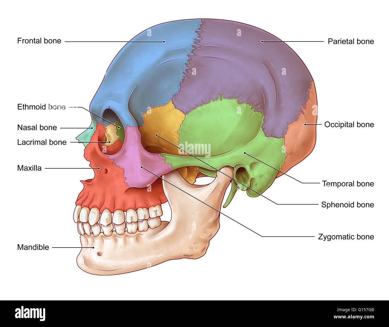 External Anatomy Of Skull At Charles Bolden Blog