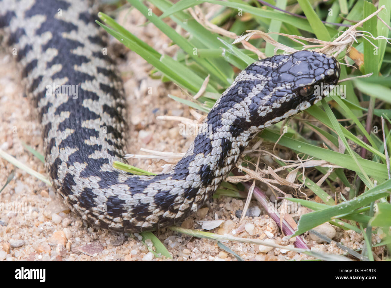 Adder Snake Close Up Stock Photo Royalty Free Image 131017267 Alamy